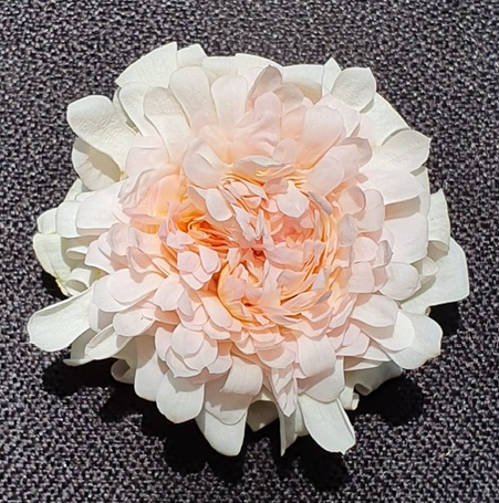 Fleur Assistance - Grossiste en fleurs coupées et feuillages frais