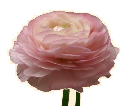 Boutique - Fleur Assistance - Grossiste en fleurs coupées et feuillages ...