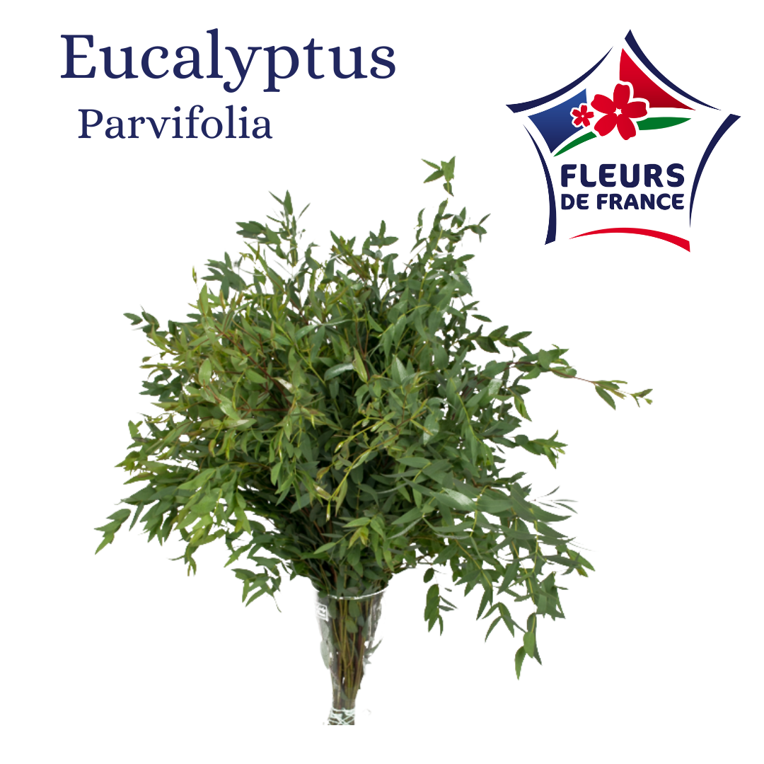 Catalogue - Fleur Assistance - Grossiste en fleurs coupées et ...